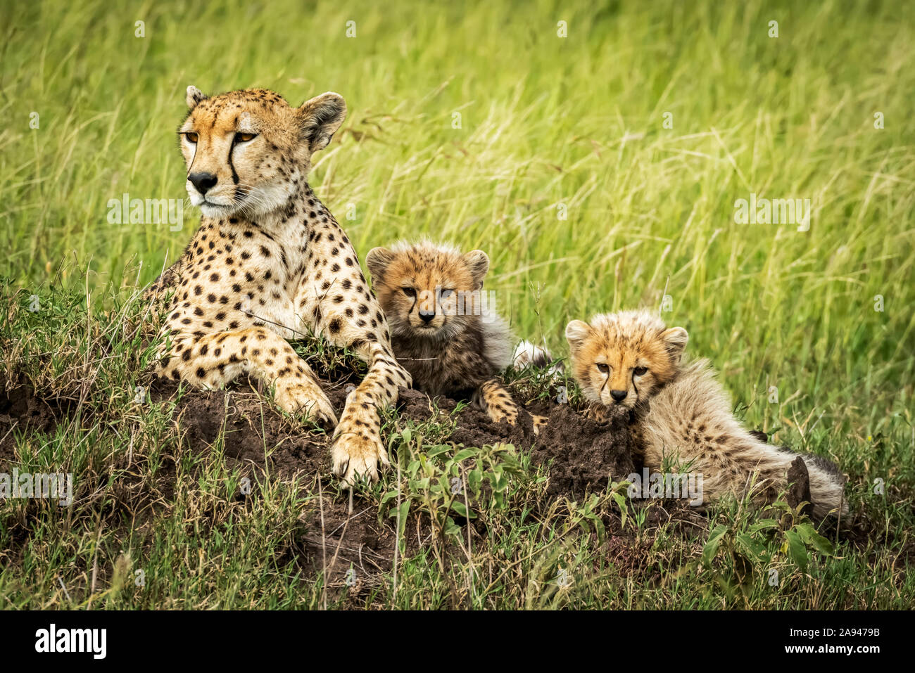 Female cheetah (Acinonyx jubatus) lies on mound with two cubs, Grumeti Serengeti Tented Camp ...