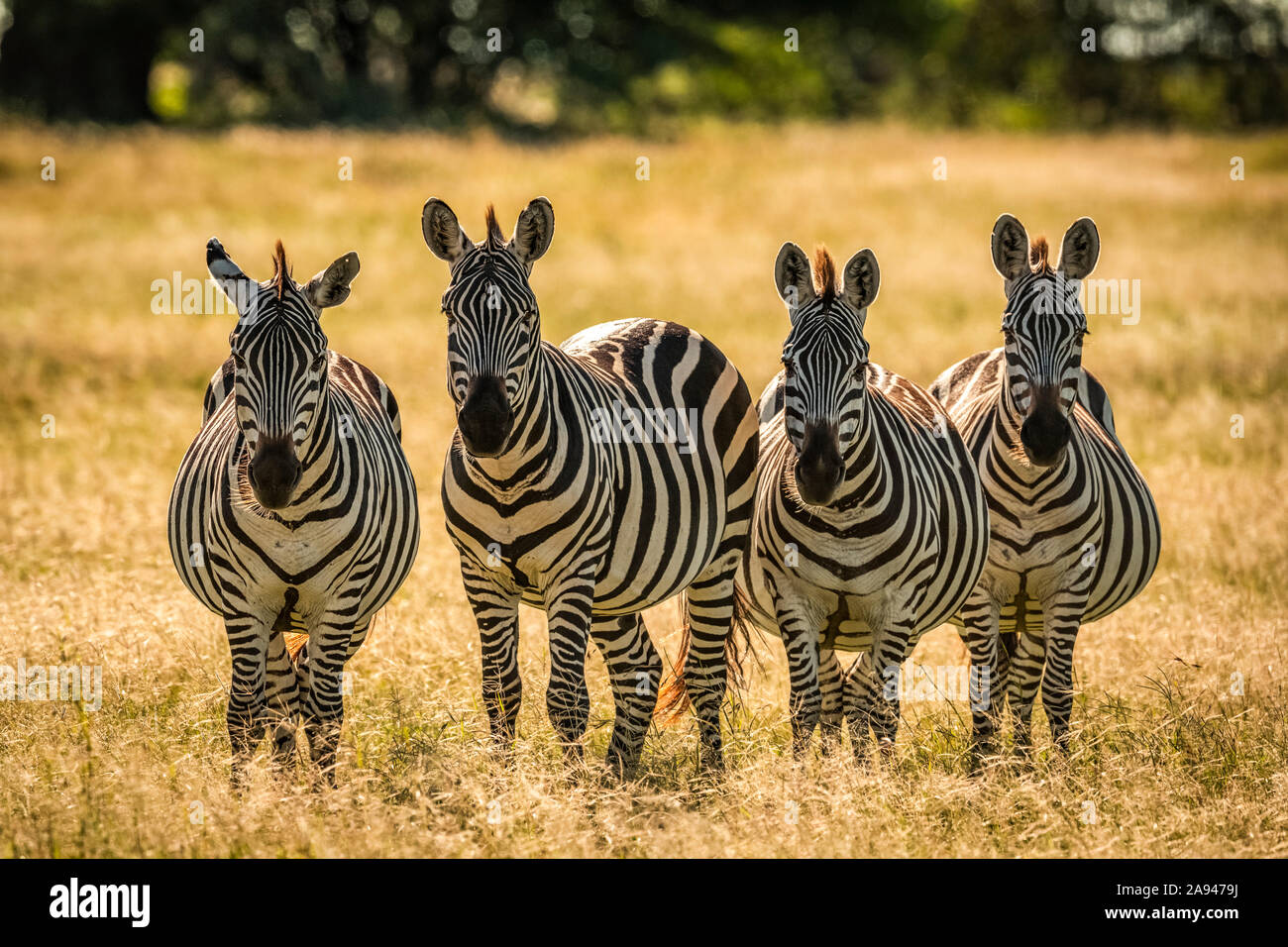 Burchells zebra in long grass hi-res stock photography and images - Alamy