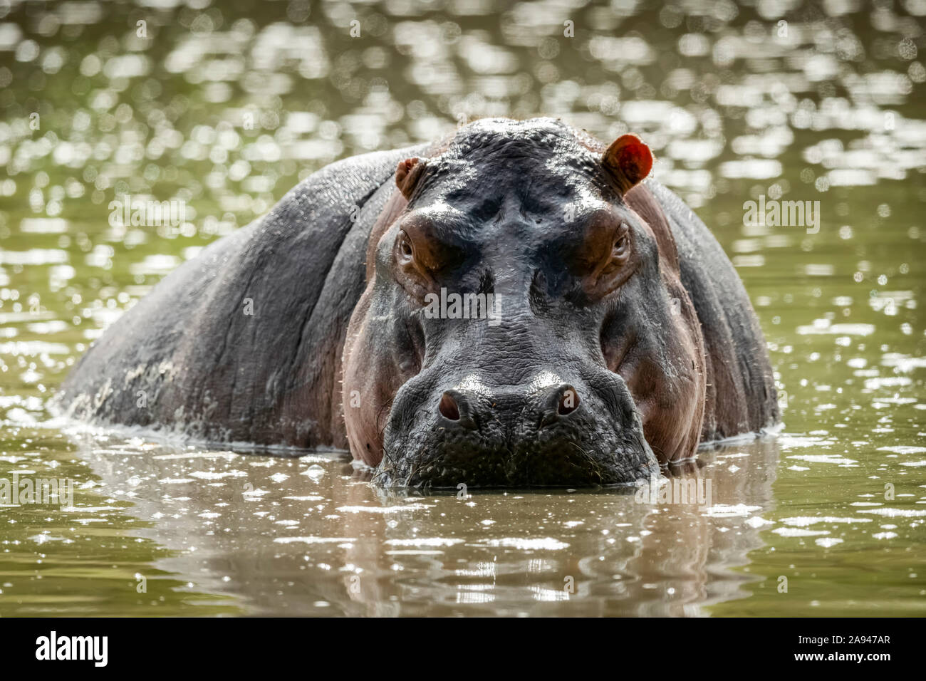 A backlit male hippopotamus (Hippopotamus amphibius) stands half ...
