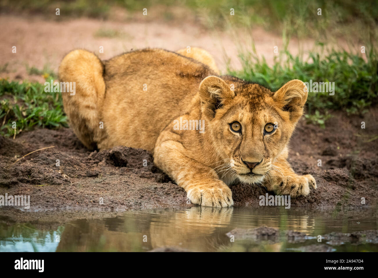 African lion water reflection hi-res stock photography and images - Alamy