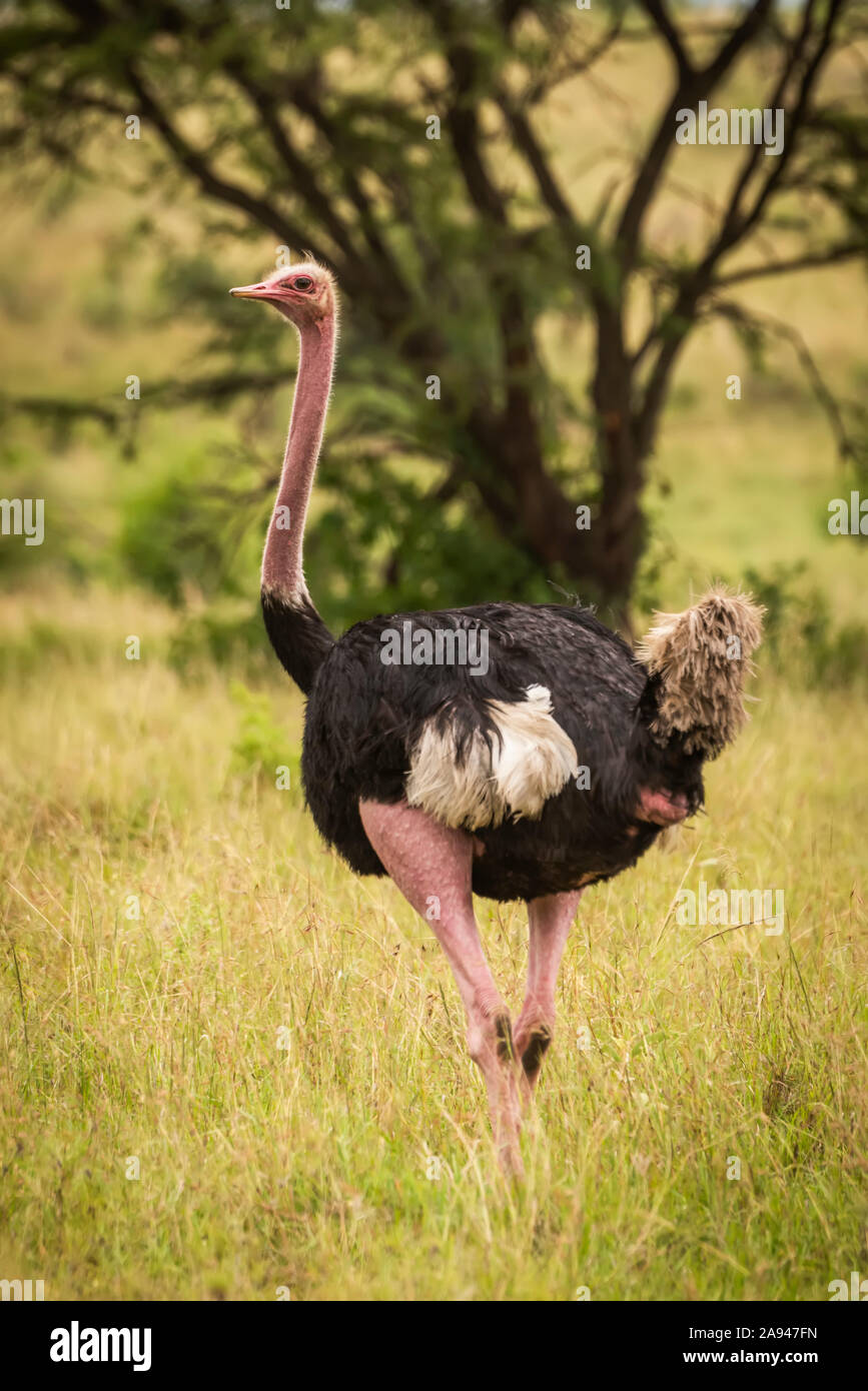 Male common ostrich (Struthio camelus) stands in long grass, Cottar's ...
