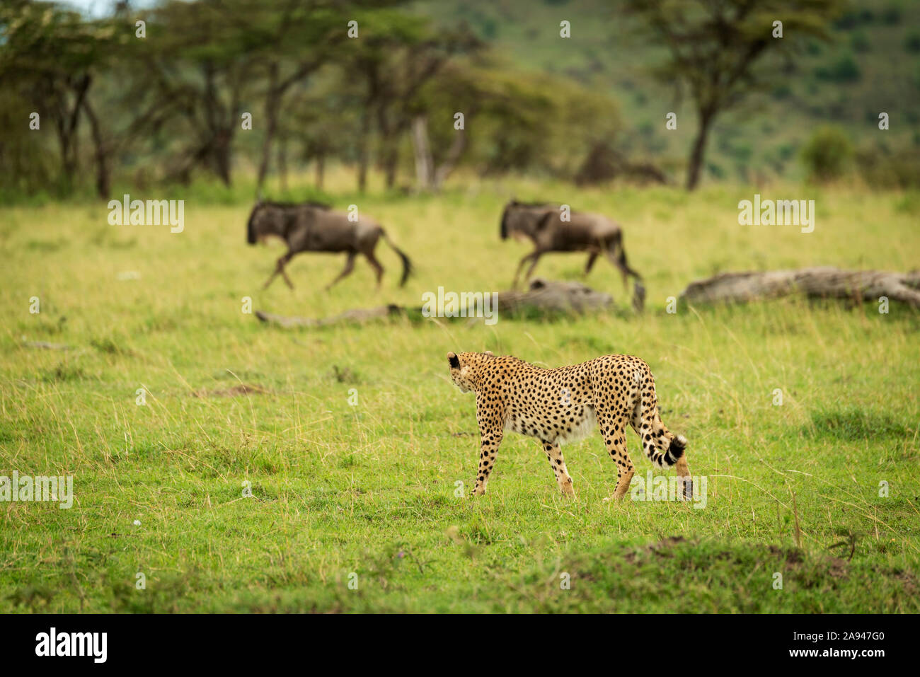 Alert african cheetah watches prey hi-res stock photography and images ...