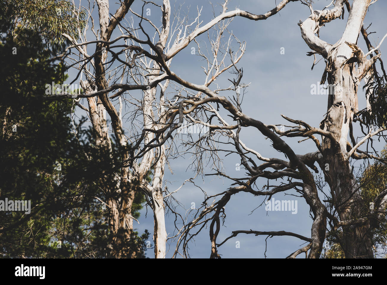 rugged tree branches from a dead eucalyptus gum tree against a dark ...
