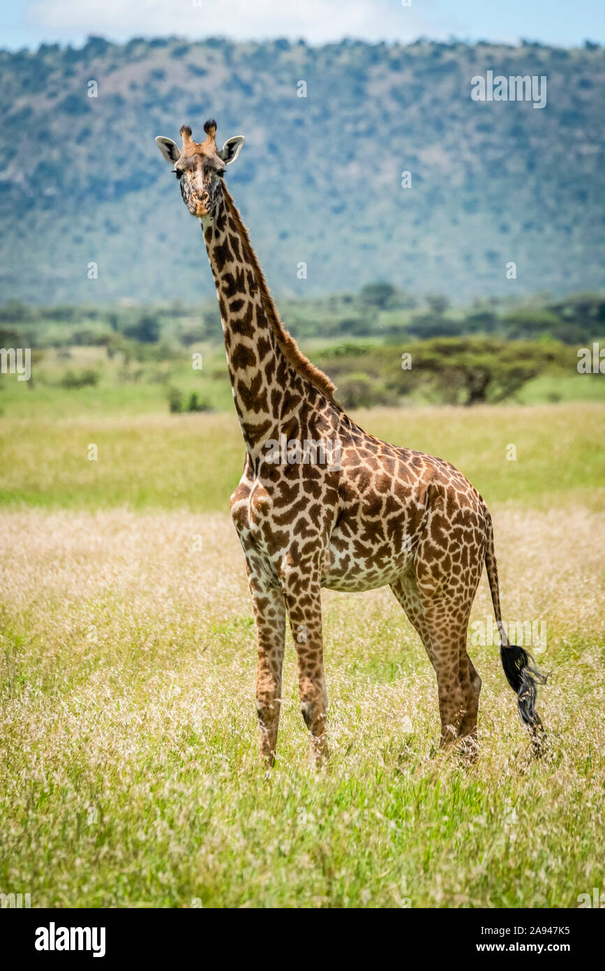 Giraffe From The Side High Resolution Stock Photography and Images - Alamy