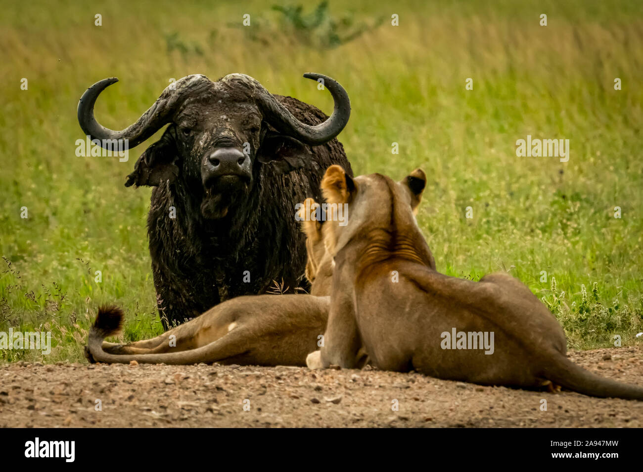 Female lion watching buffalo hi-res stock photography and images - Alamy