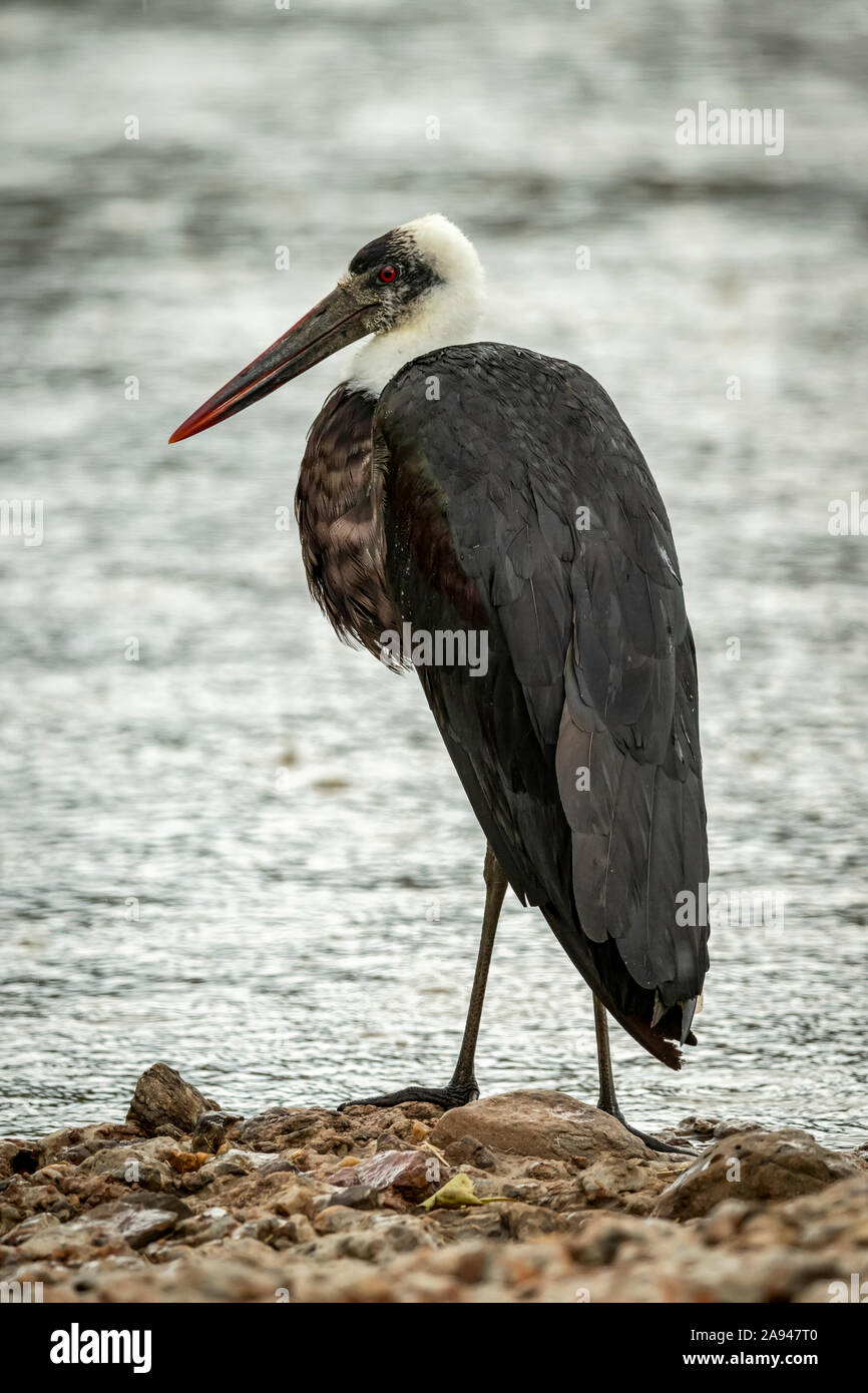 African woolly necked stork hi-res stock photography and images - Alamy