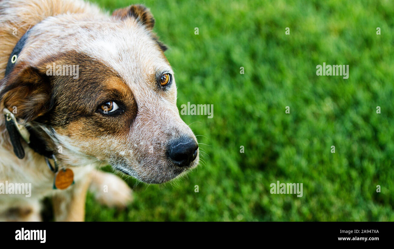 dog with a sad look that is looking up at your Stock Photo - Alamy
