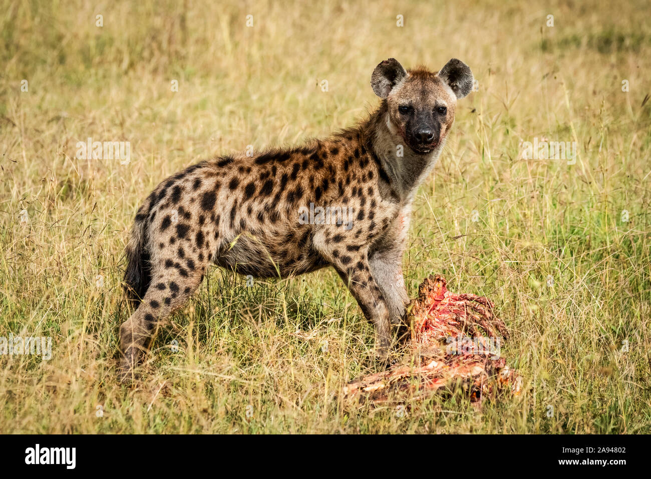 Dead hyena hi-res stock photography and images - Alamy
