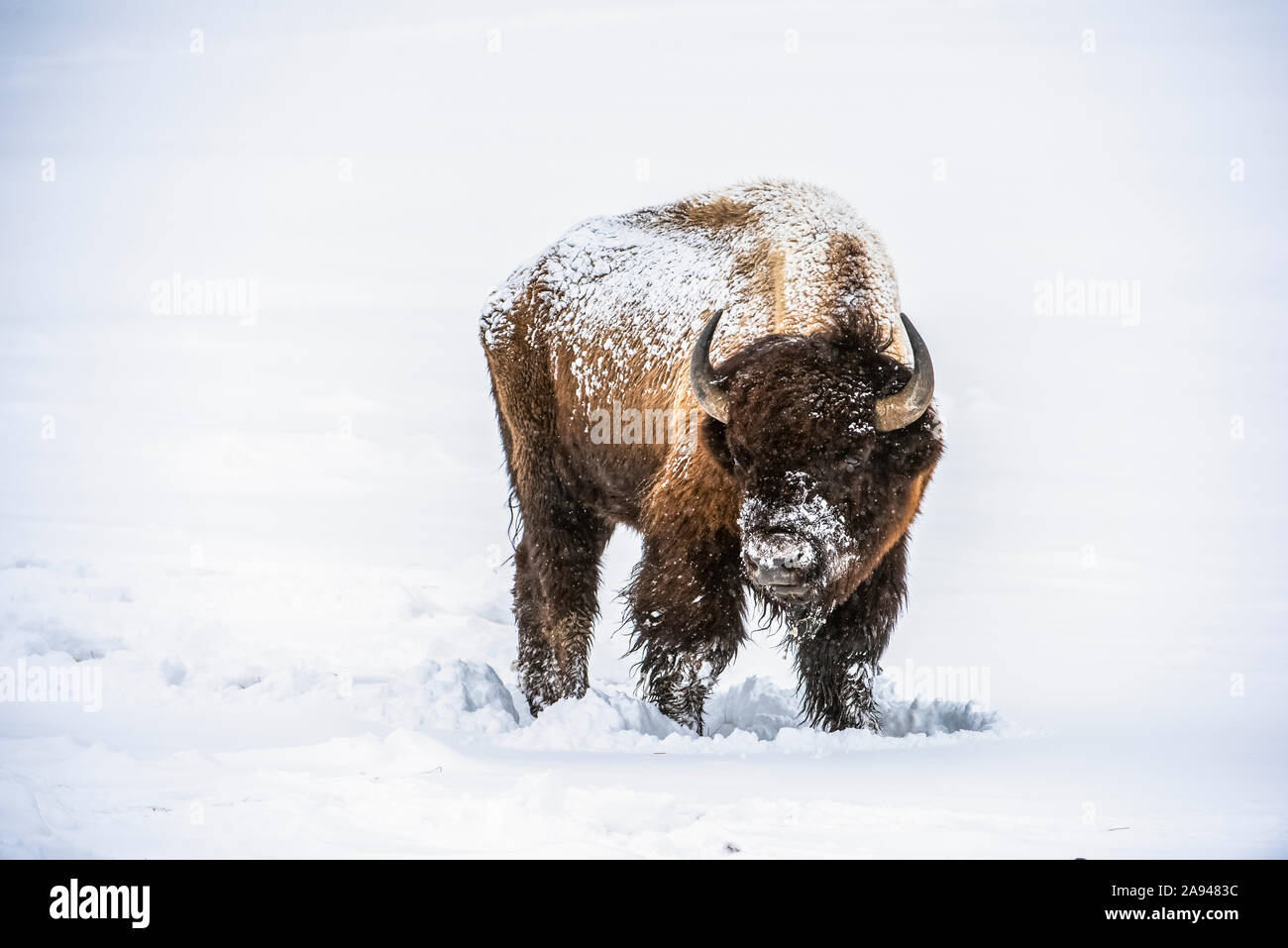 American buffalo in snow hi-res stock photography and images - Alamy