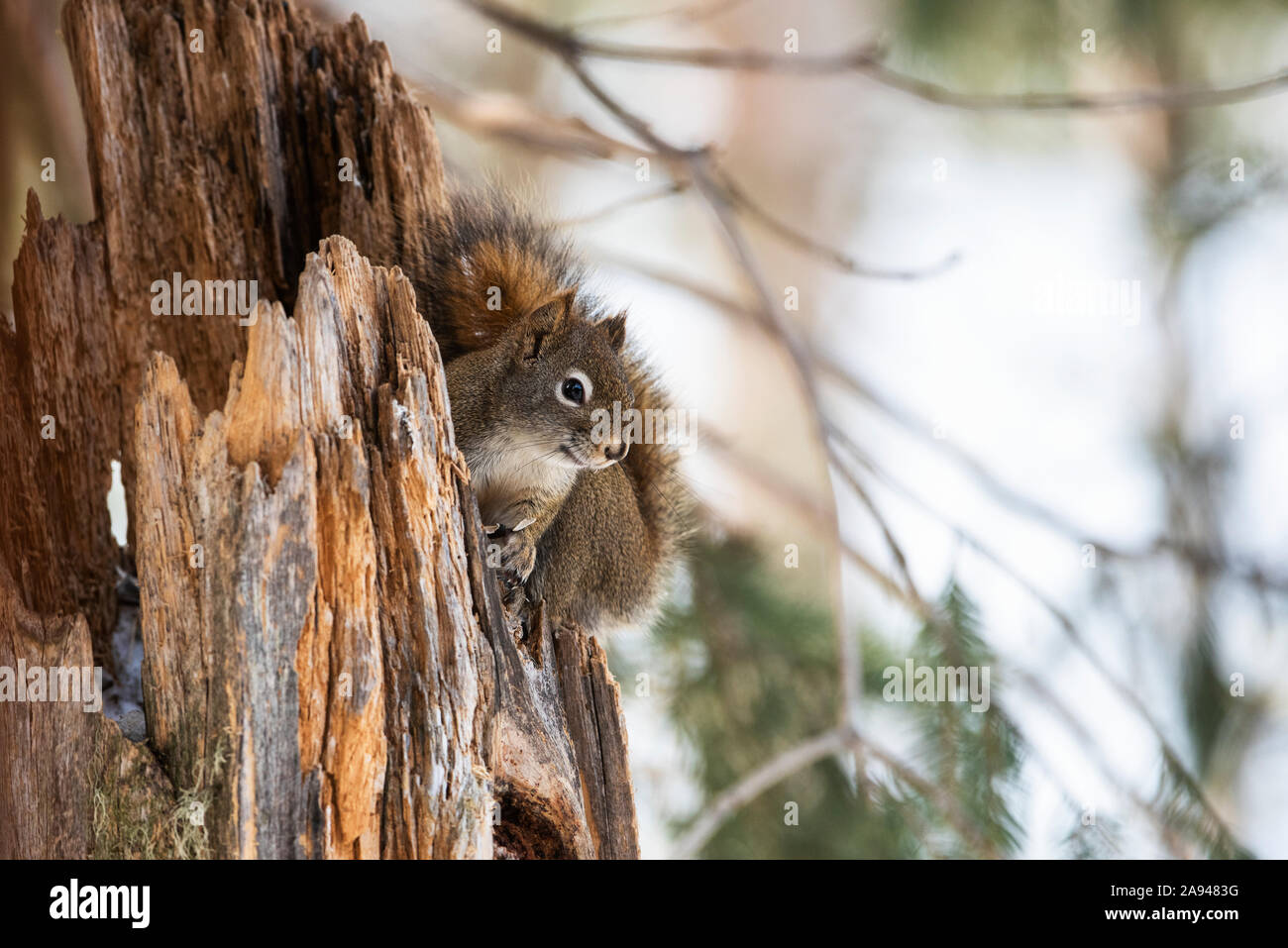American Red Squirrel (Tamiasciurus hudsonicus) peers from jagged stump ...