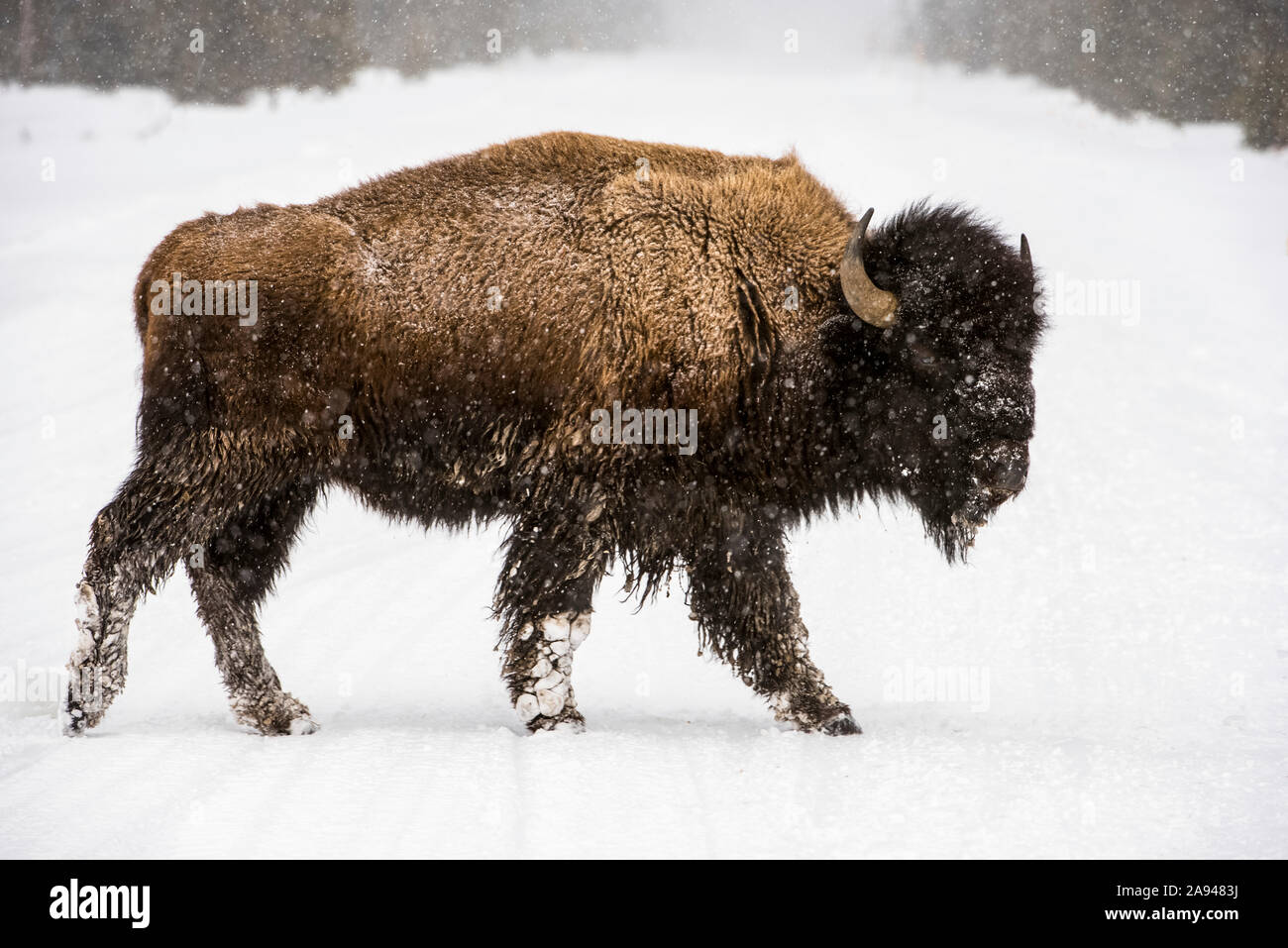 River crossing through snow hi-res stock photography and images - Alamy