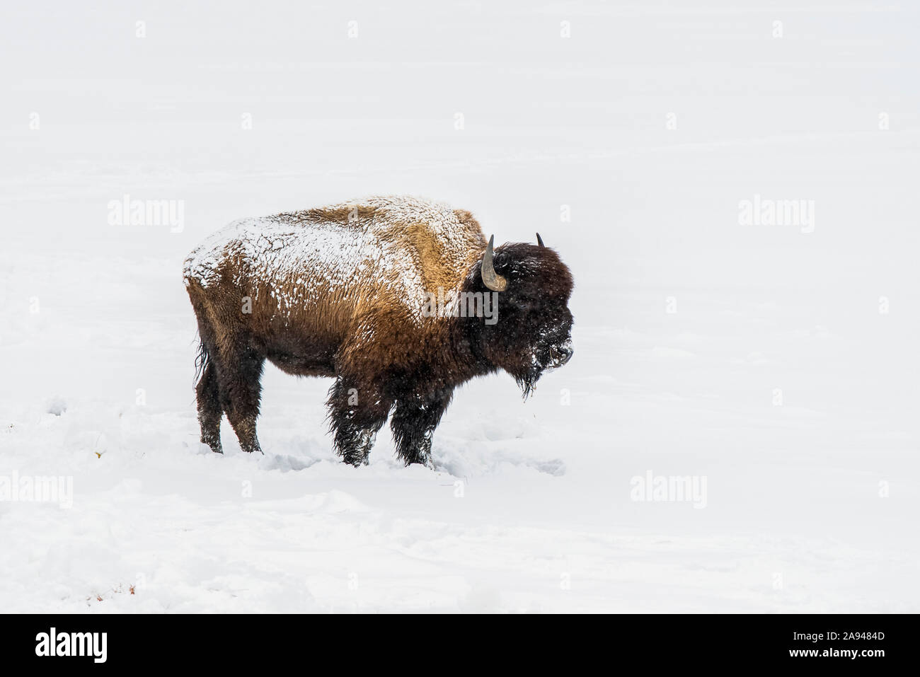 American buffalo in snow hi-res stock photography and images - Alamy
