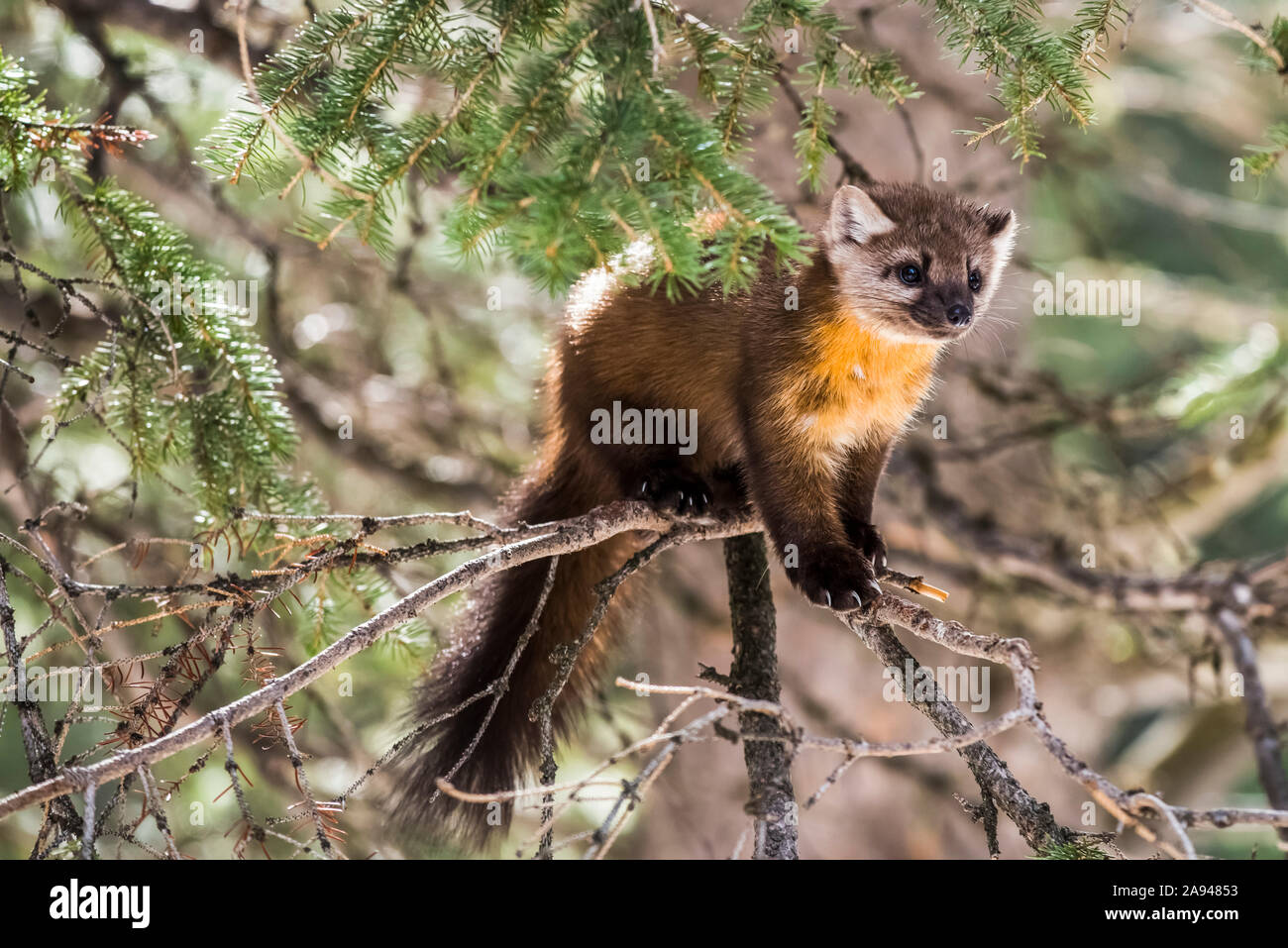 American marten hi-res stock photography and images - Alamy