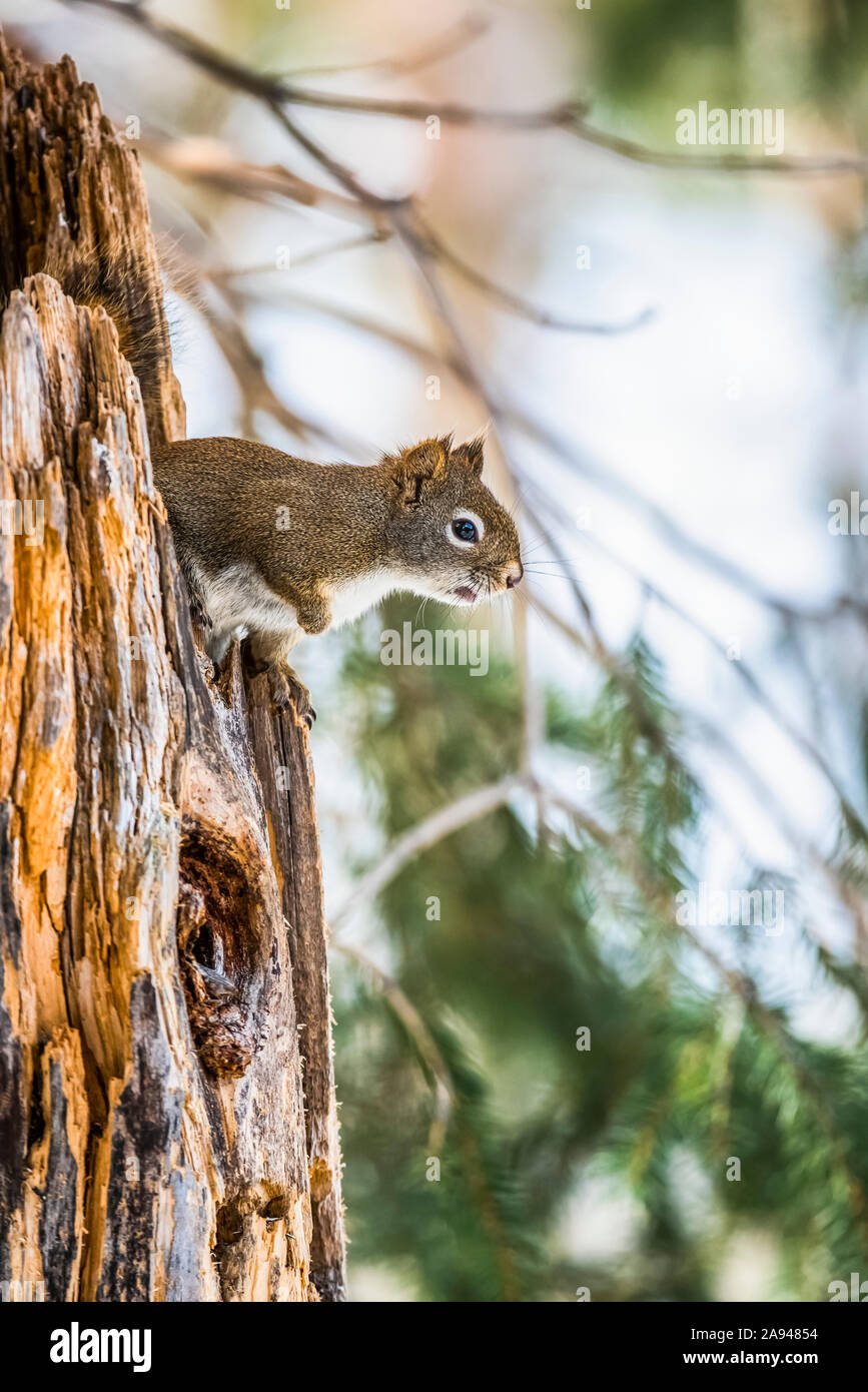 Squirrel facing right on stump hi-res stock photography and images - Alamy