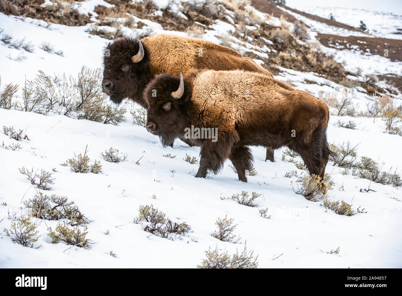 Two american bison hi-res stock photography and images - Alamy