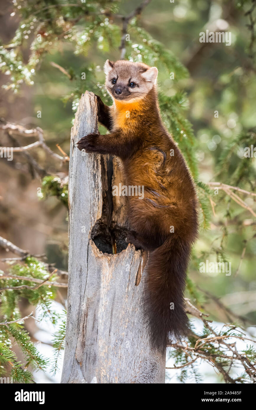 American marten hi-res stock photography and images - Alamy