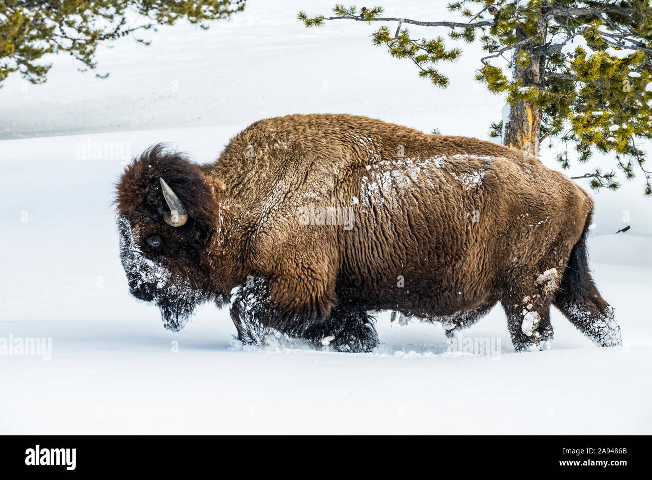 American bison buffalo tourist close hi-res stock photography and ...