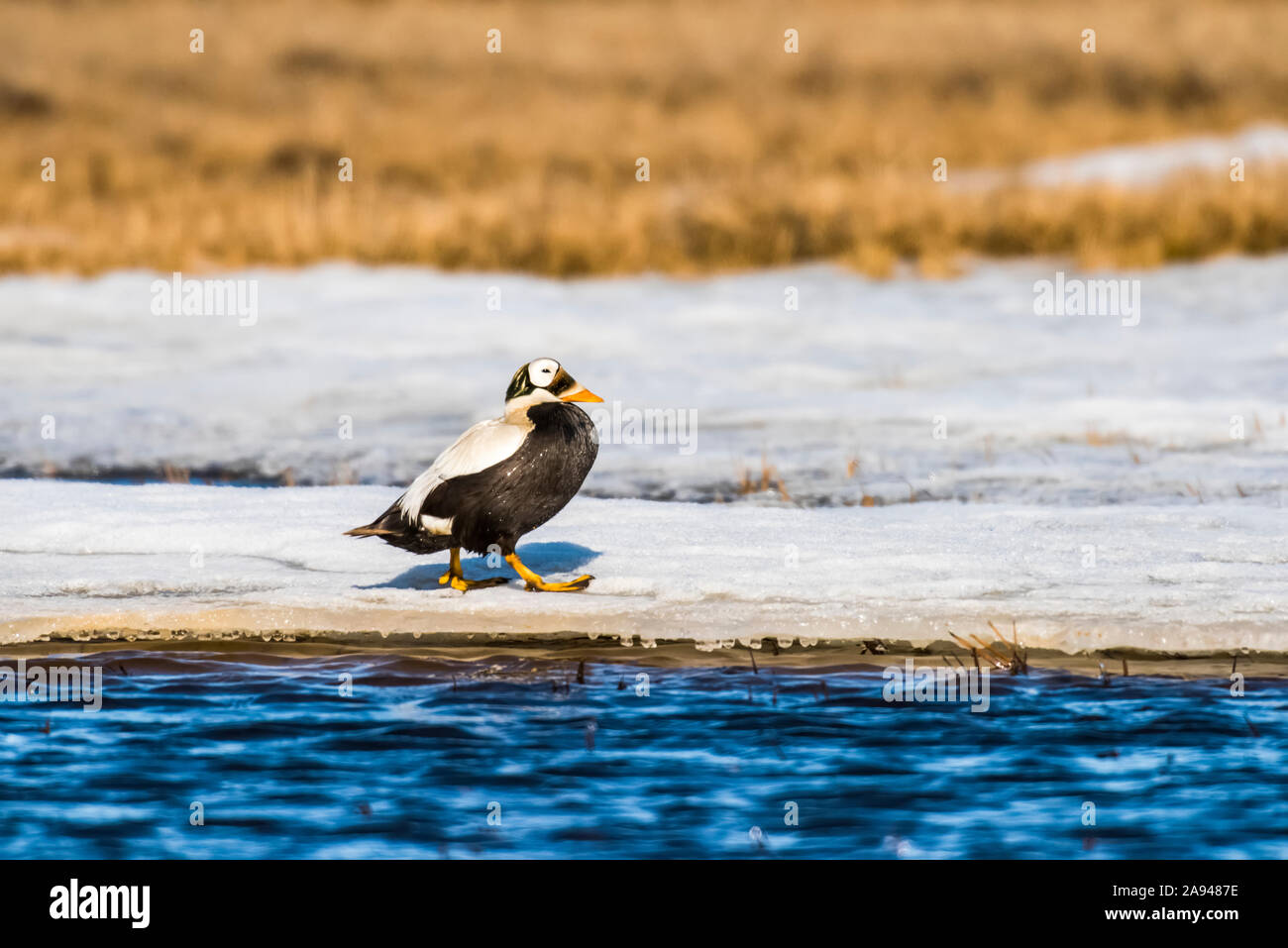 Wildlife and barrow alaska hi-res stock photography and images - Alamy
