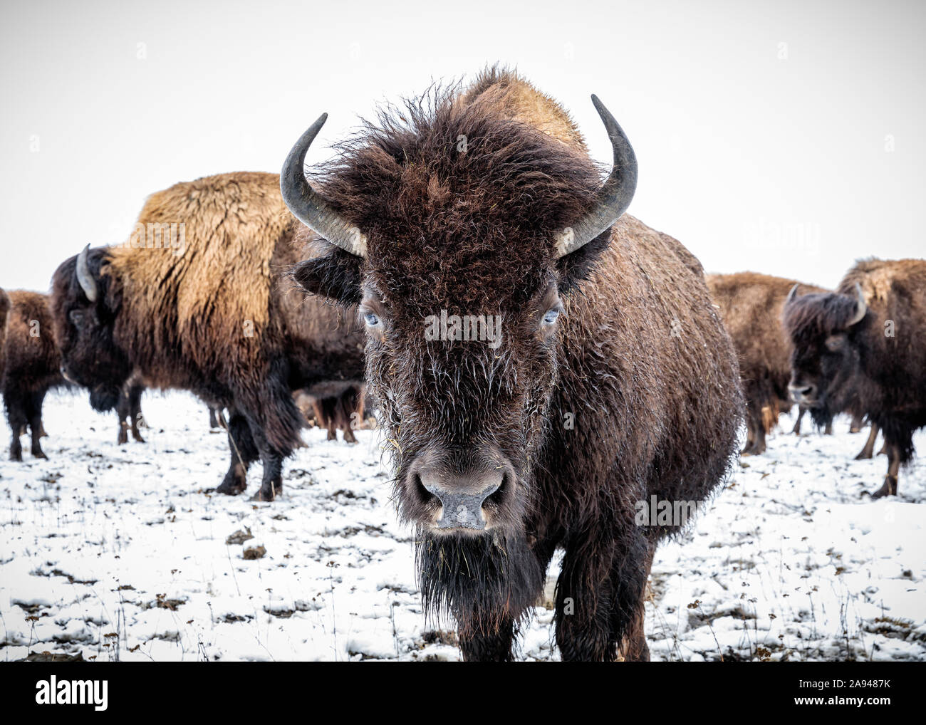 Front view of plains bison hi-res stock photography and images - Alamy