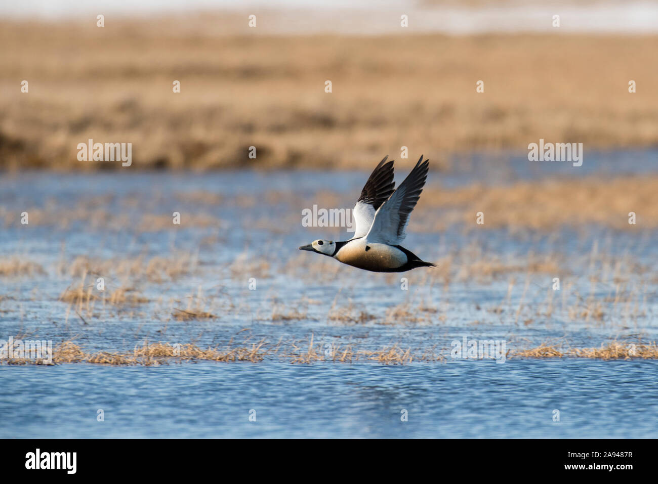 Male Steller's Eider (Polysticta stelleri) in breeding plumage flying ...