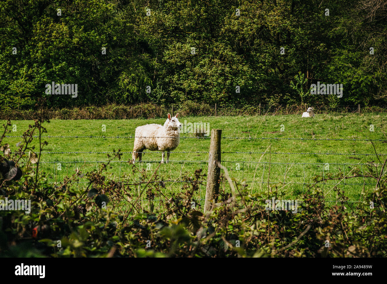 Sheep (Ovis aries) in the English countryside; Leek, Staffordshire ...