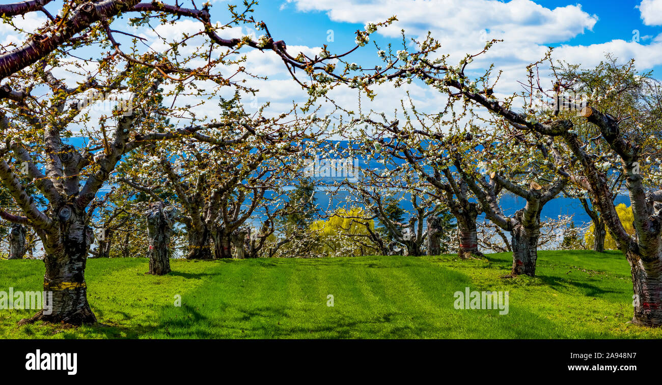 British blooming tree hi-res stock photography and images - Alamy