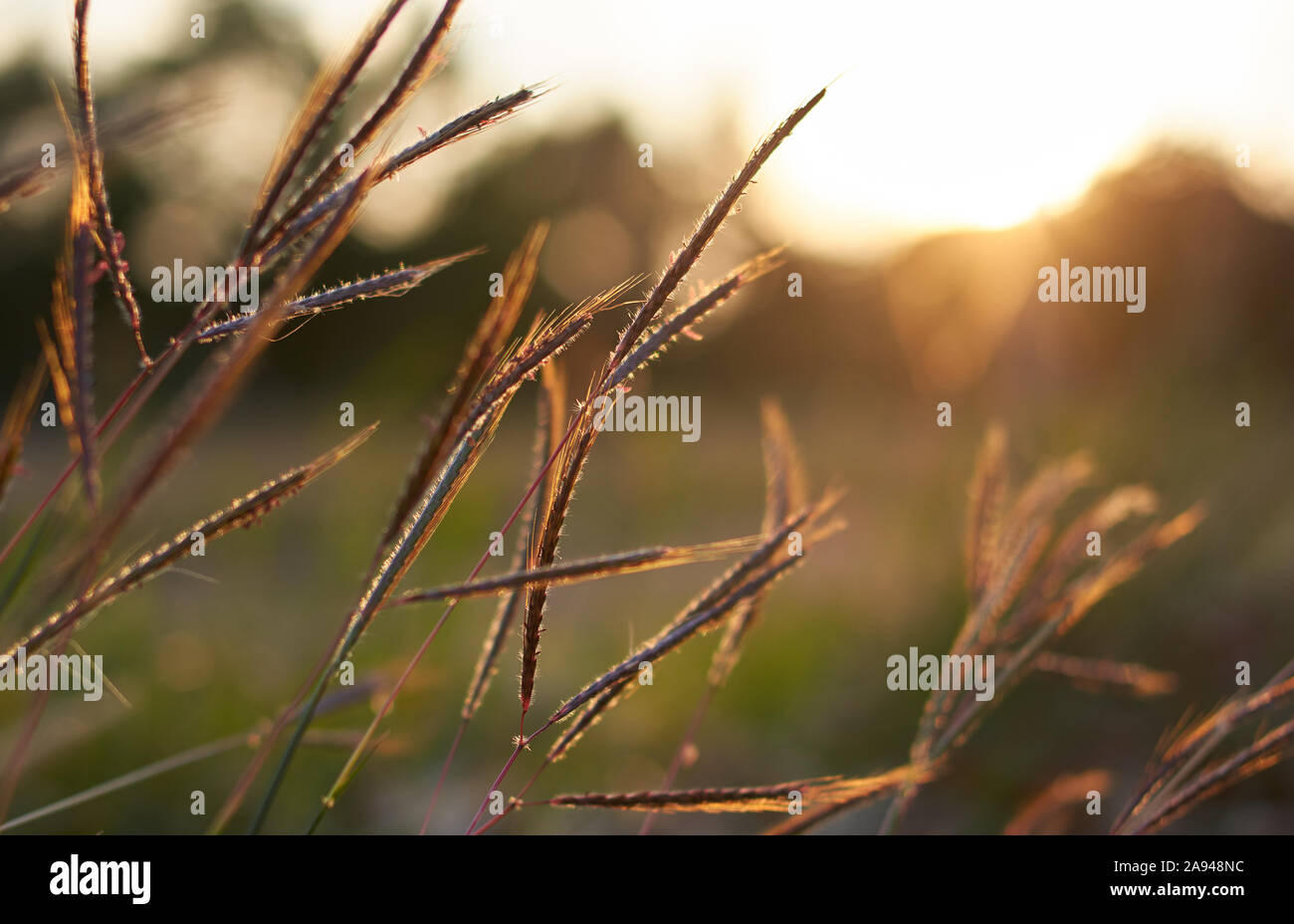 Grass swaying in wind on hi-res stock photography and images - Alamy