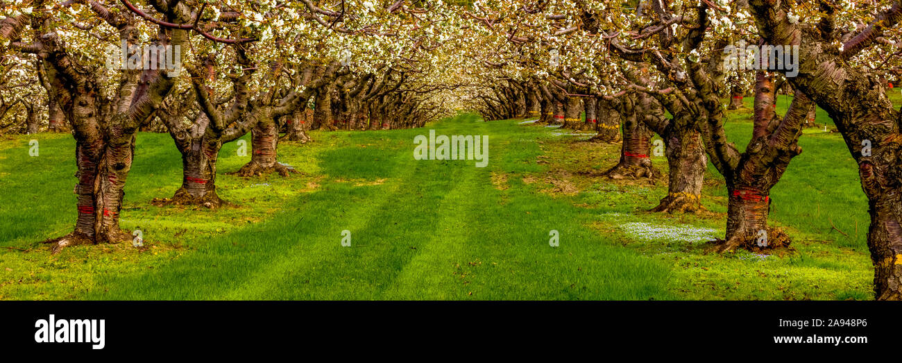 Orchard in bloom hi-res stock photography and images - Alamy