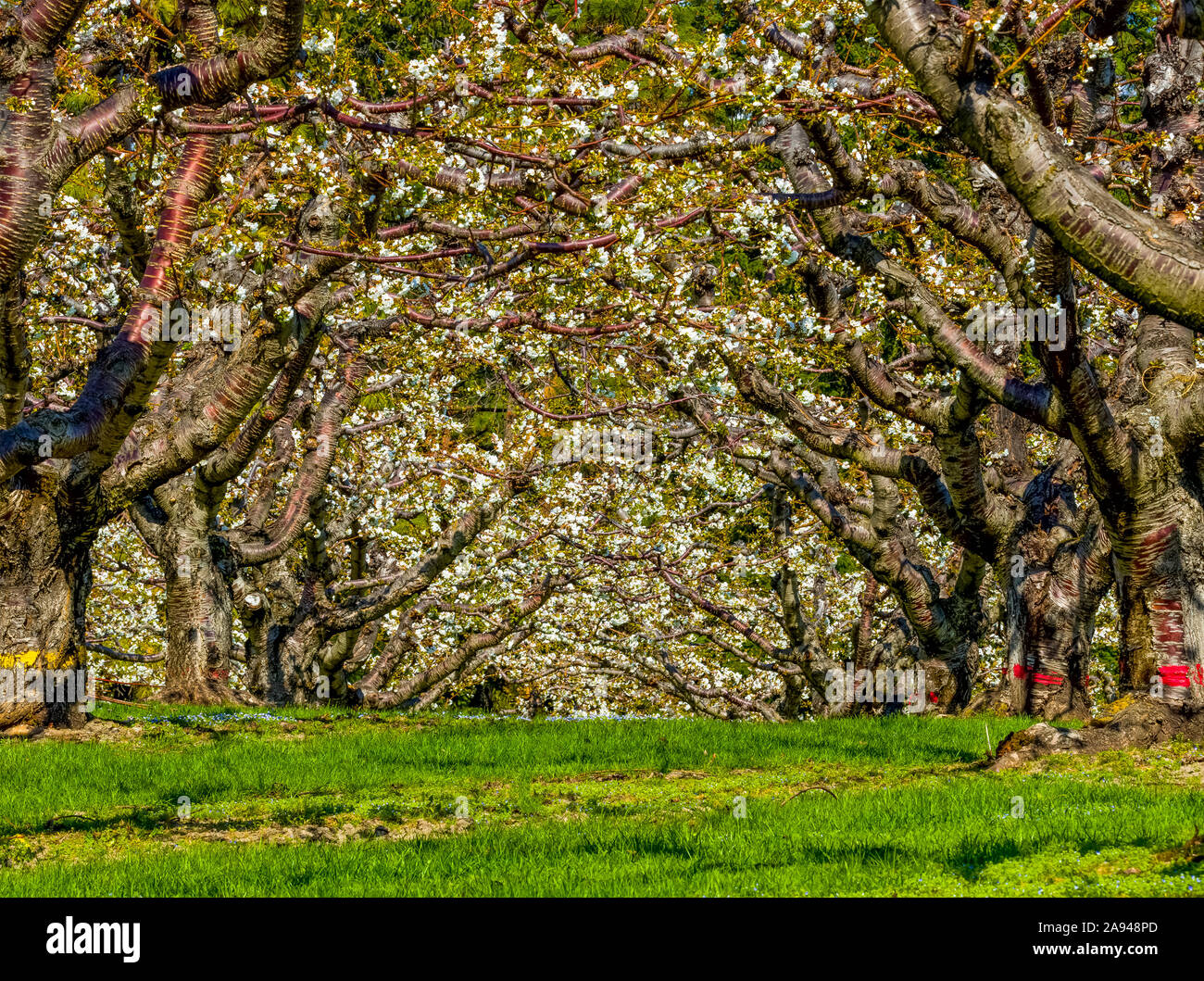 British blooming tree hi-res stock photography and images - Alamy