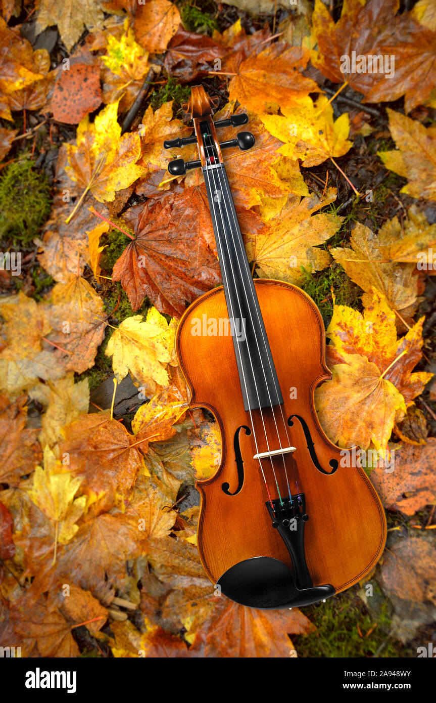Red violin hi-res stock photography and images - Alamy