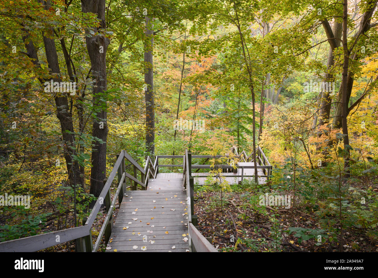 A stairway into Glen Stewart Ravine, accented by autumn colours, in the ...