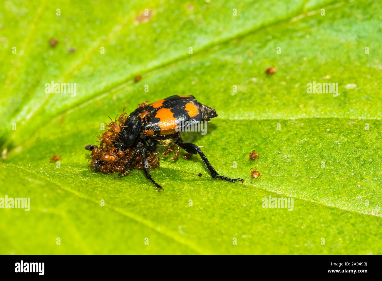Burying beetle carrion beetle nicrophorus hi-res stock photography and ...