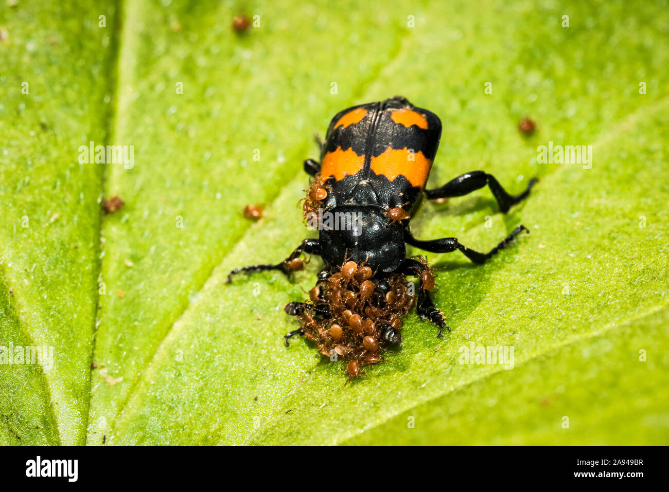 Burying Beetle (Nicrophorus vespilloides) carrying phoretic (hitch ...