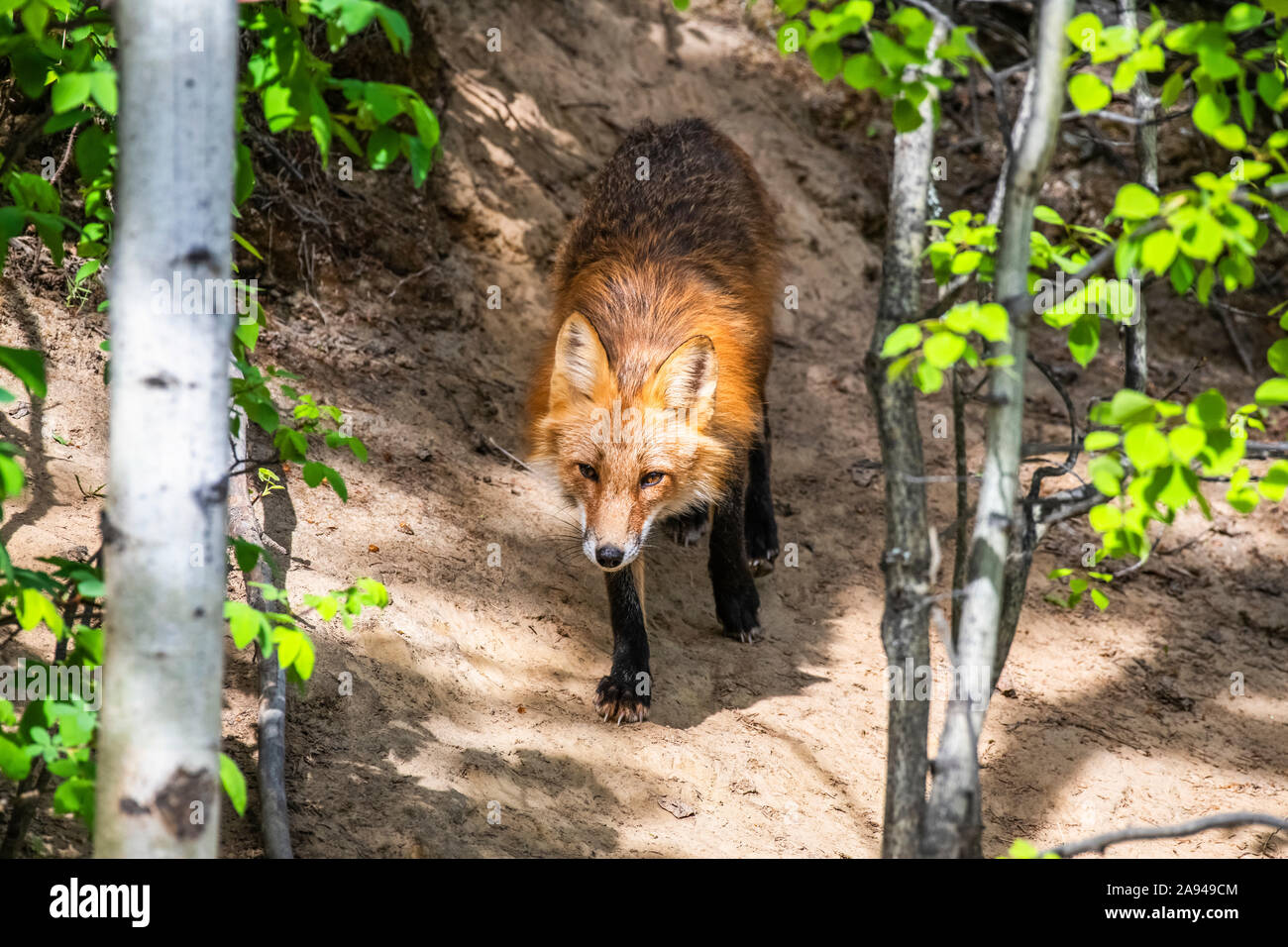 Female fox hi-res stock photography and images - Alamy