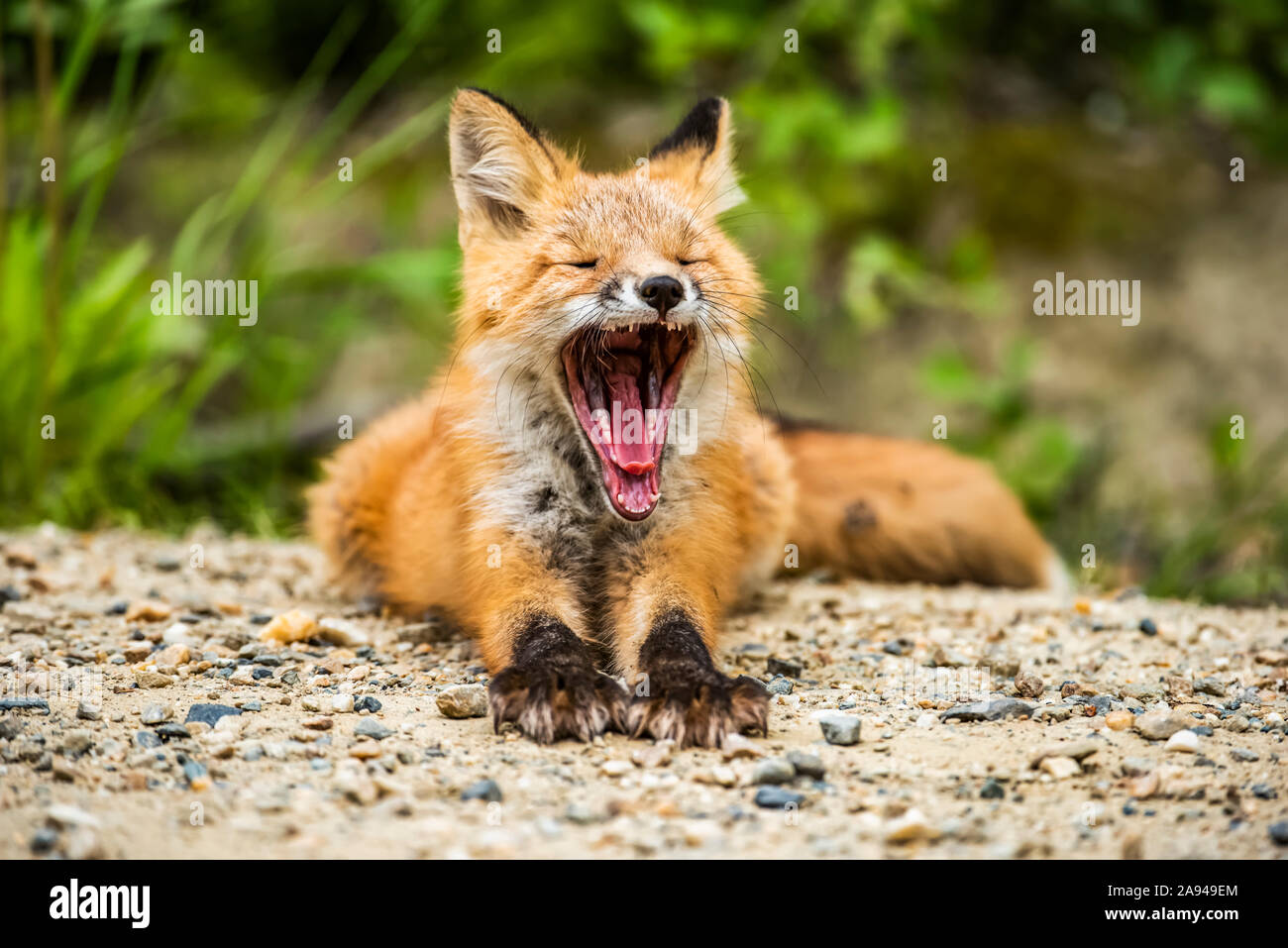Red fox (Vulpes vulpes) kit yawns as it sits in the entrance of its den ...
