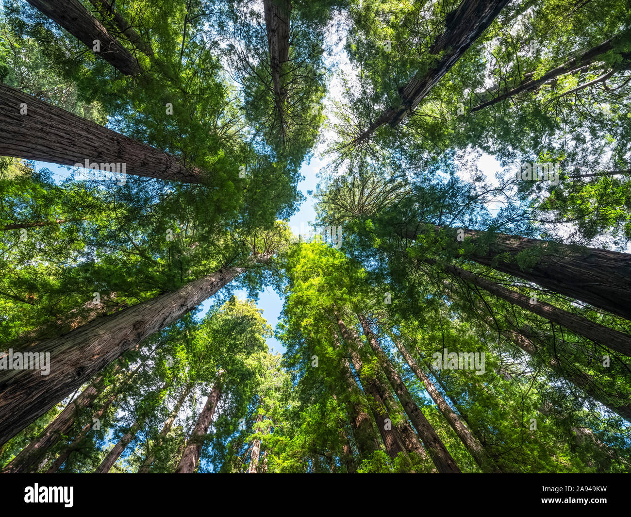 Forests and trees of the Redwood forest in Northern California. The ...