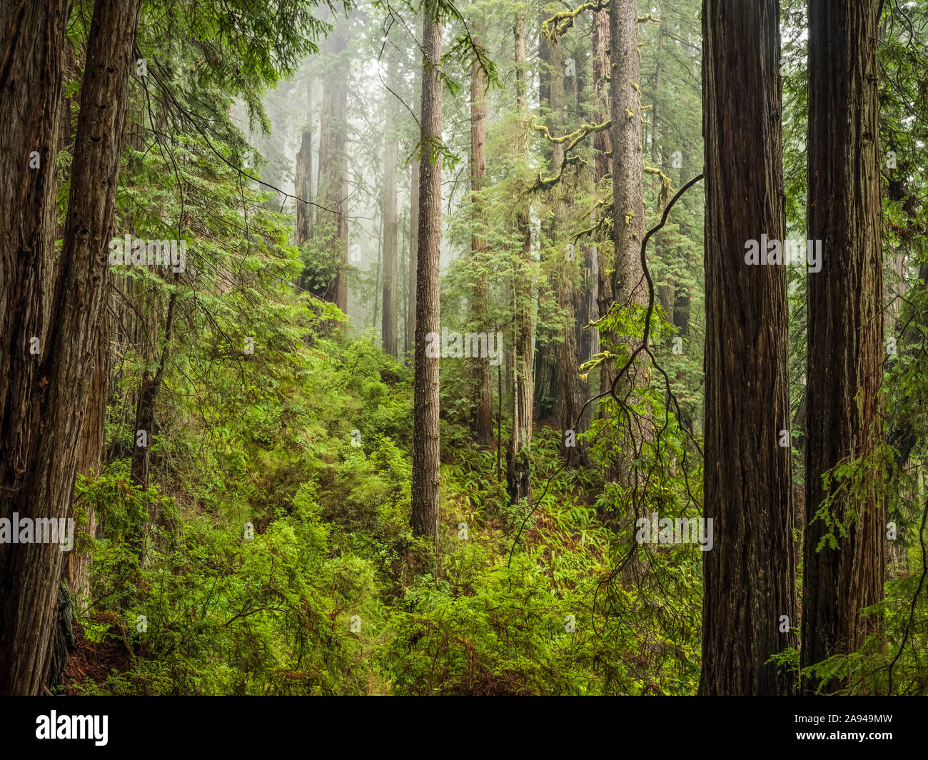 Forests and trees of the Redwood forest in Northern California. The ...