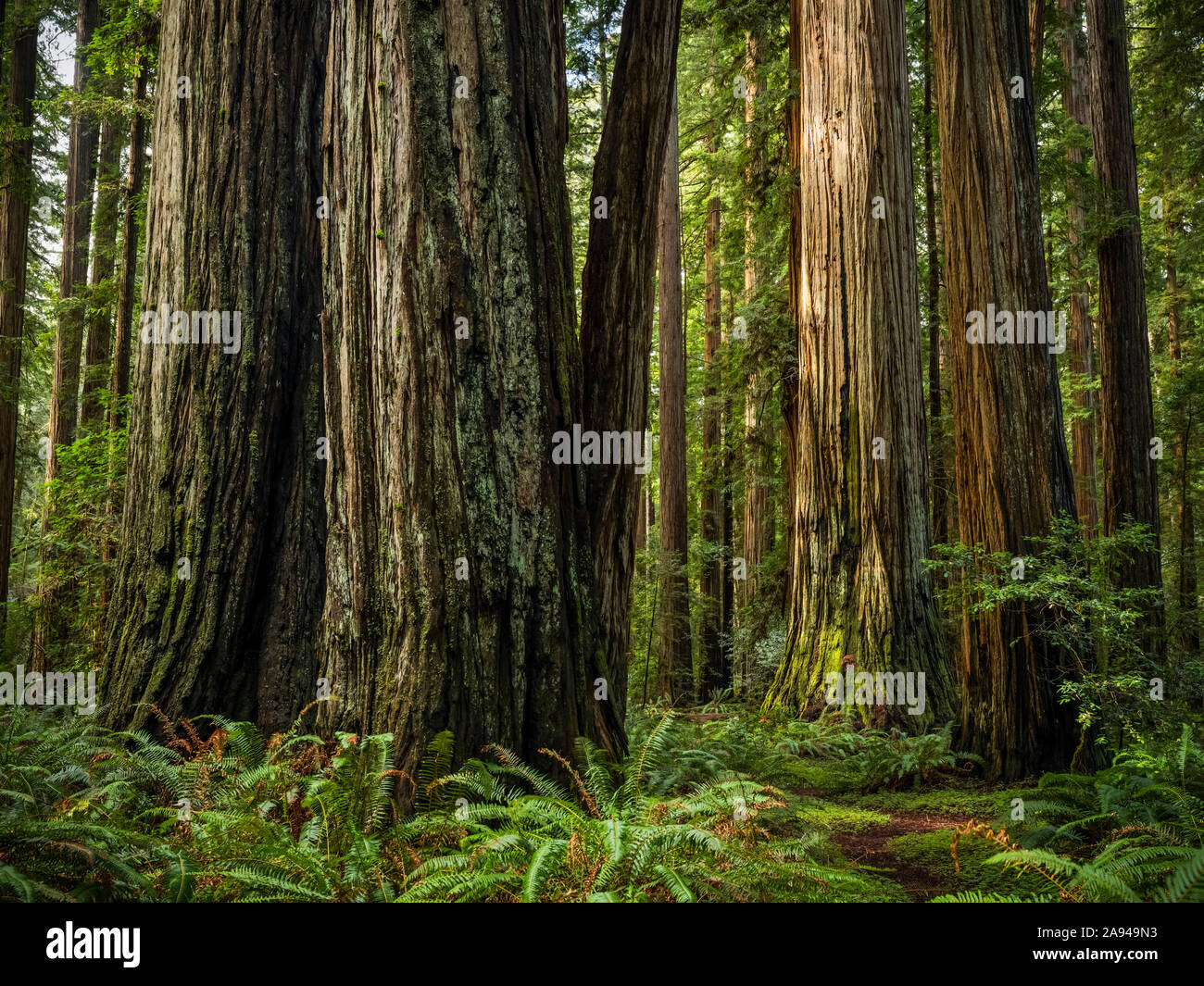 Forests and trees of the Redwood forest in Northern California. The ...