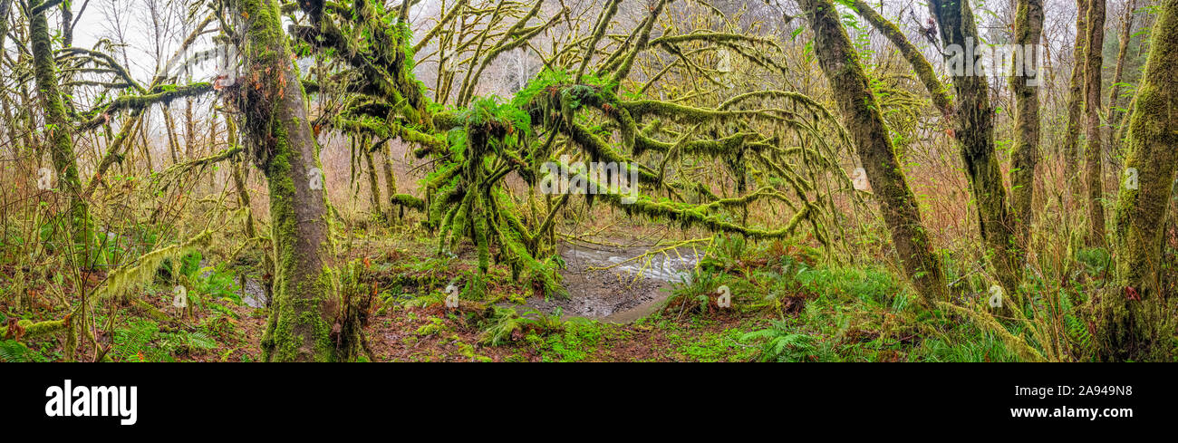 Forests and trees of the Redwood forest in Northern California. The ...