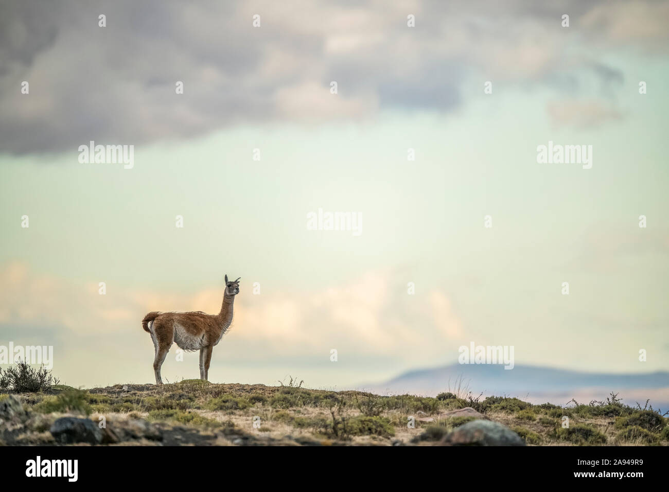 Guanaco (Lama guanicoe) is the primary food source for the puma of ...