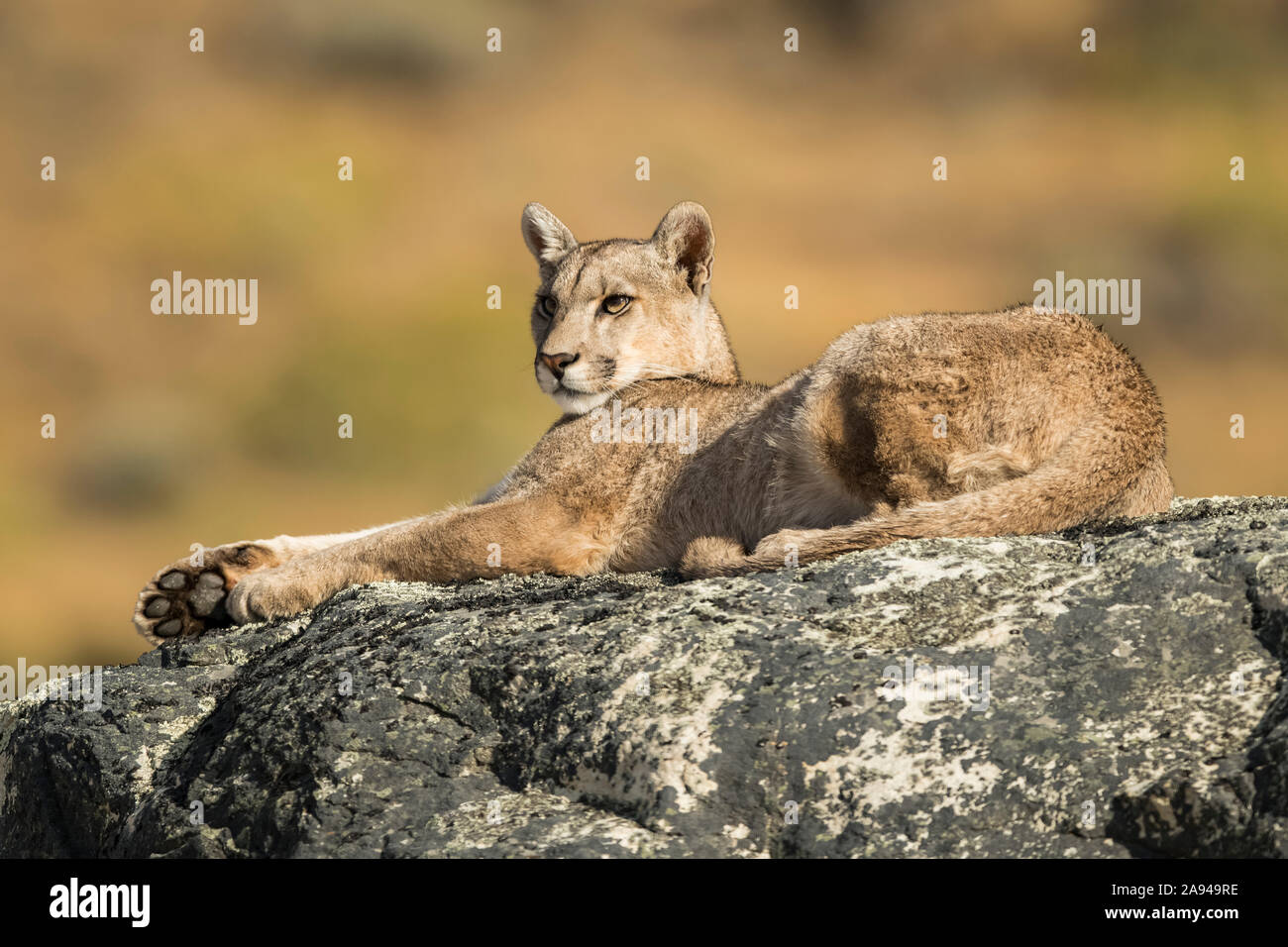 Rock of the puma hi-res stock photography and images - Alamy