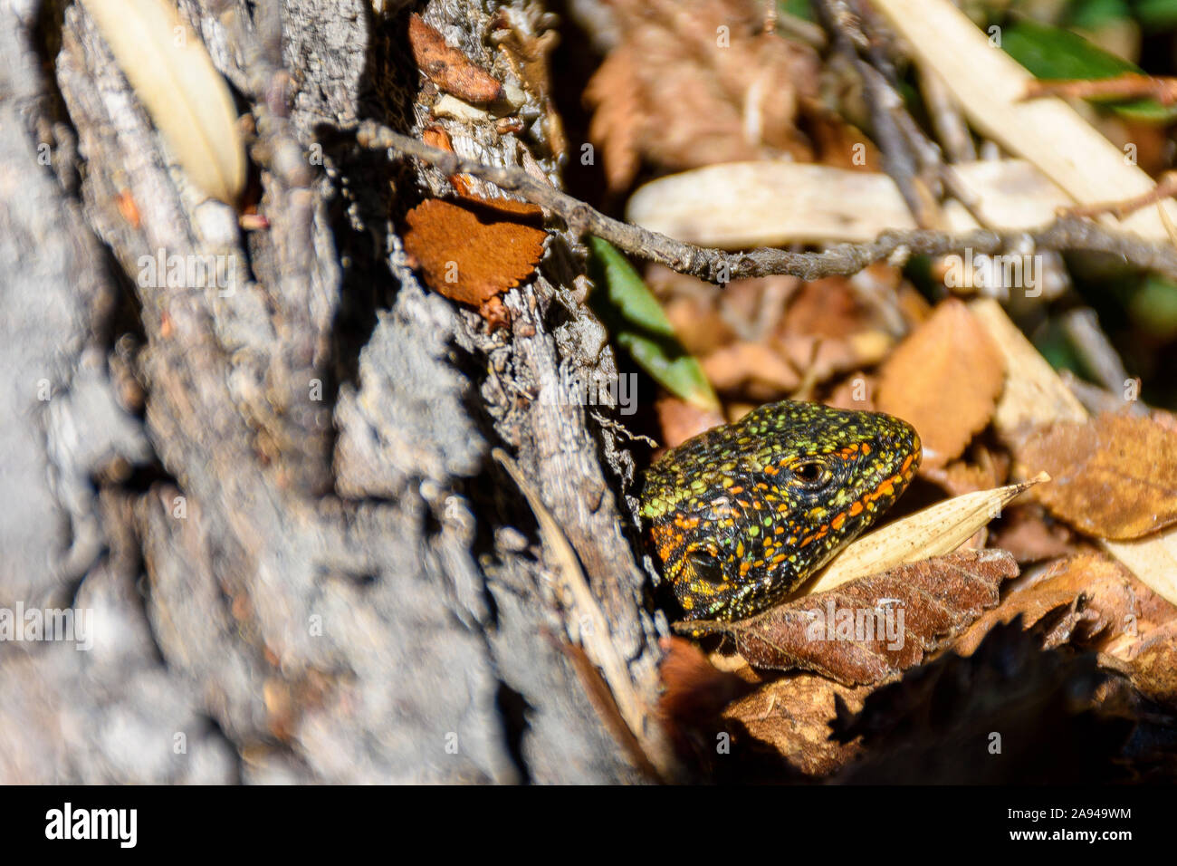 Liolaemus bibronii hi-res stock photography and images - Alamy
