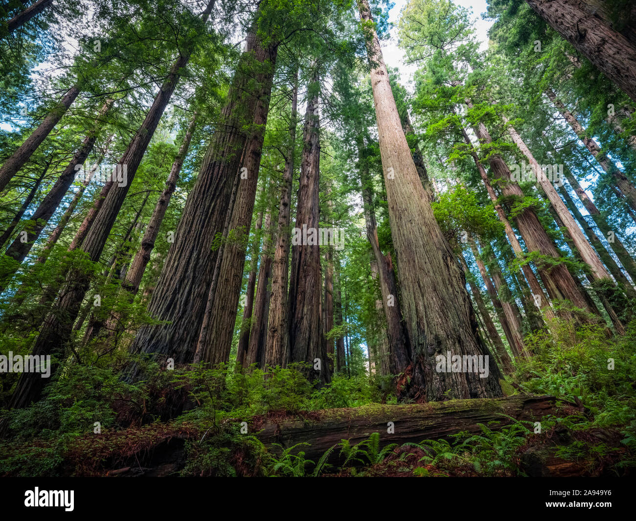 Standing in the Redwood forests of Northern California. The trees are ...