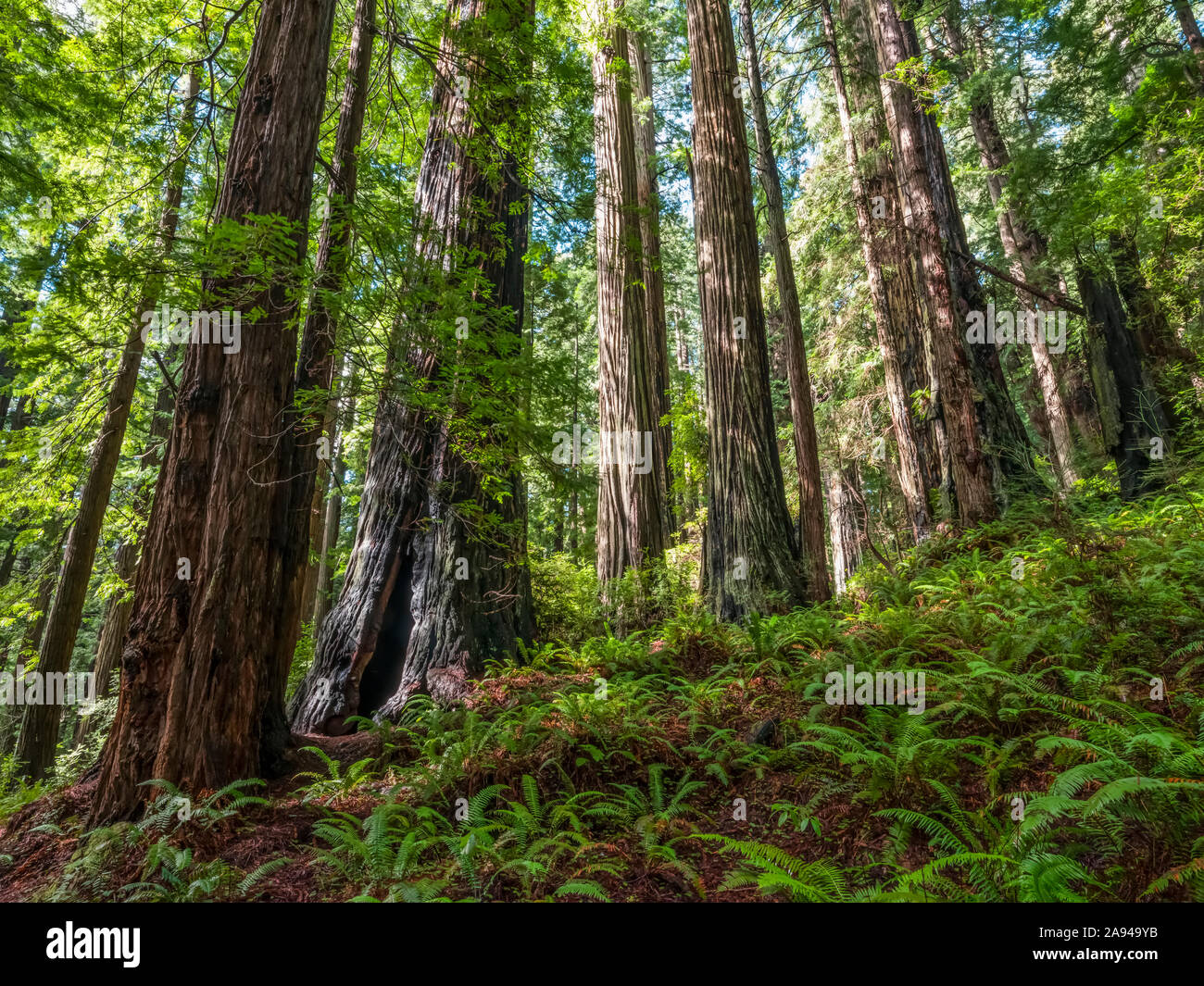 Standing in the Redwood forests of Northern California. The trees are ...