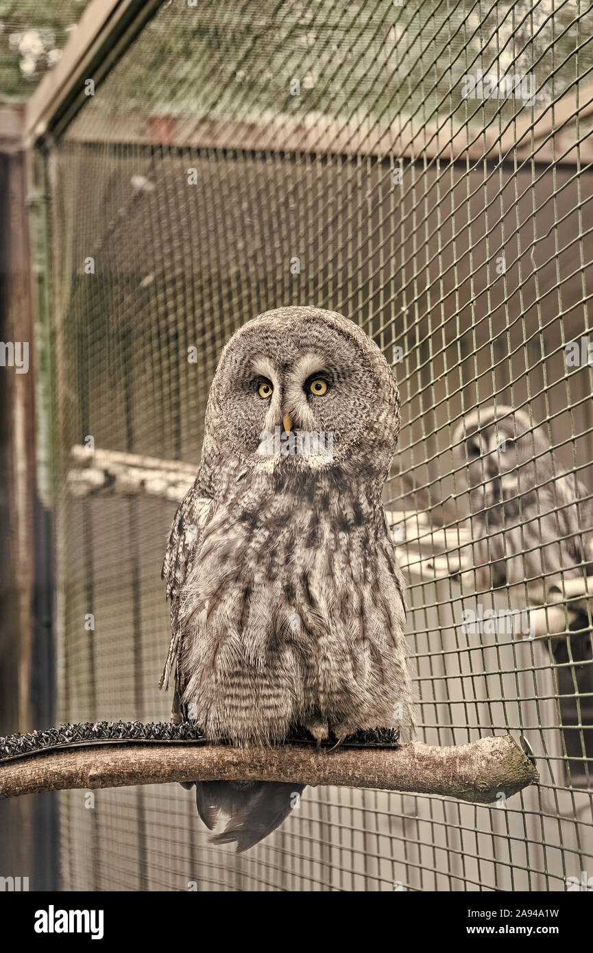 Owl outdoor shot. Owl typical species for many countries. Owl in zoo ...