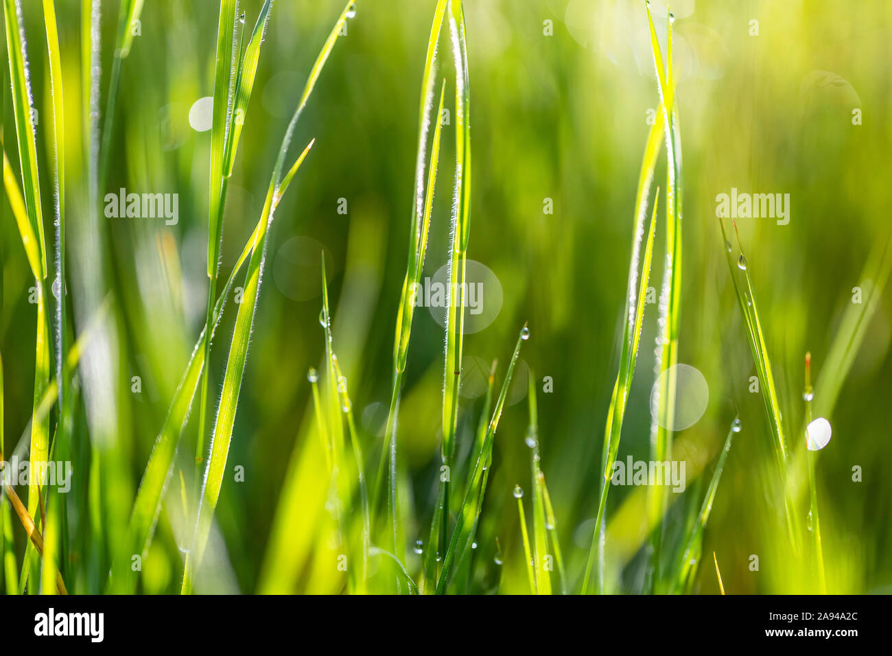 Wet grass plant hi-res stock photography and images - Alamy