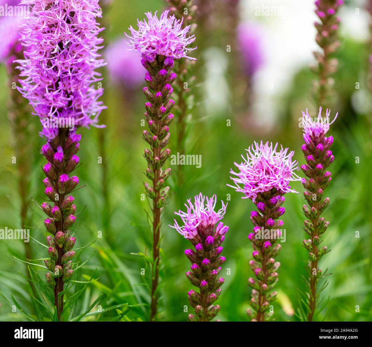 Blooming blossoming flowers hi-res stock photography and images - Alamy
