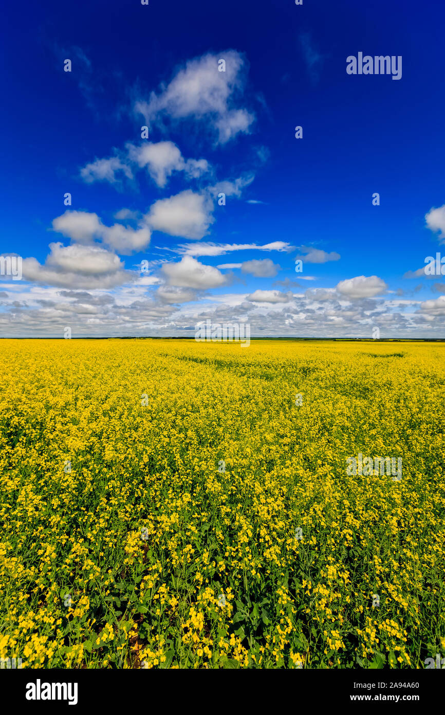 Canola field in bloom in the Canadian prairies; Saskatchewan, Canada ...
