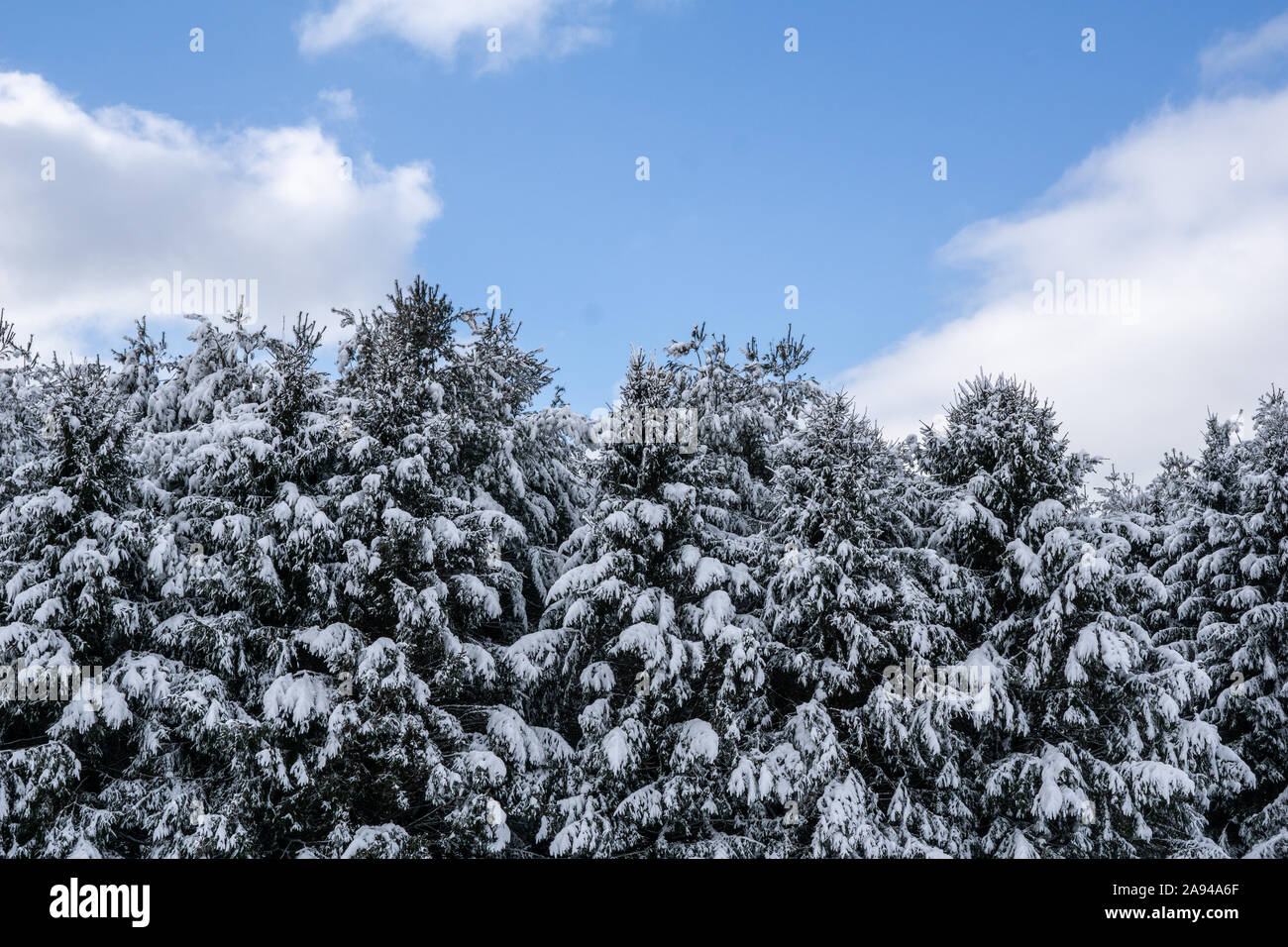 Walk in the park after a winter storm, photos of winter landscape in ...