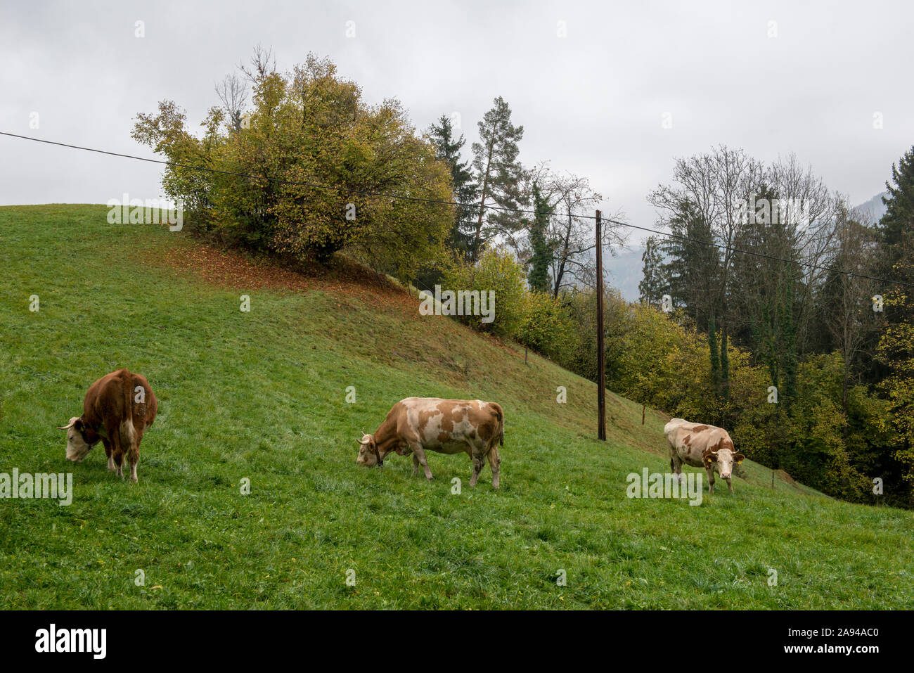 Rinderherde hi-res stock photography and images - Alamy